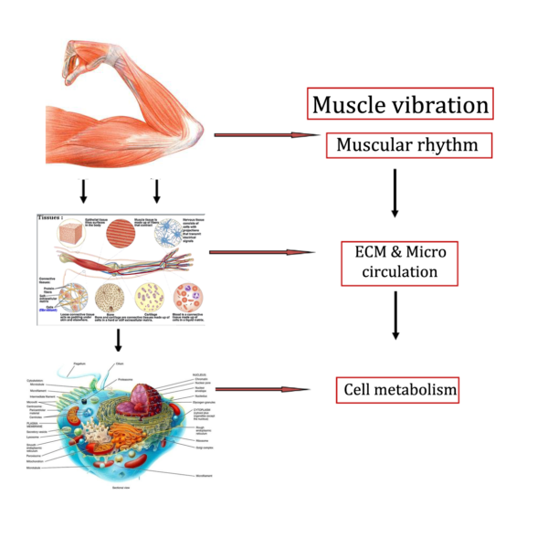 Matrix Rhythm Therapy machine price